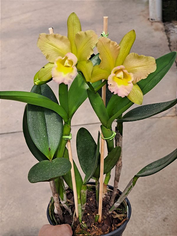 BLC WAIKIKI GOLD " LEA " - Orquidario Ibanez