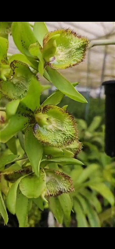 CLOWESETUM LOPPE FARLACIAE - Orquidario Ibanez