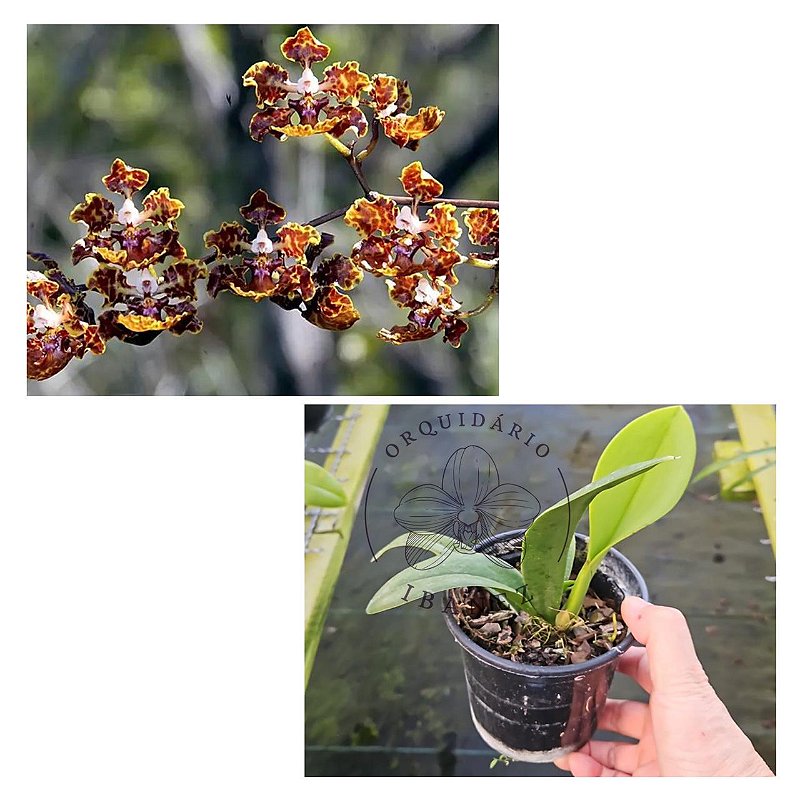 TRICHOCENTRUM UNDULATUM - Orquidario Ibanez