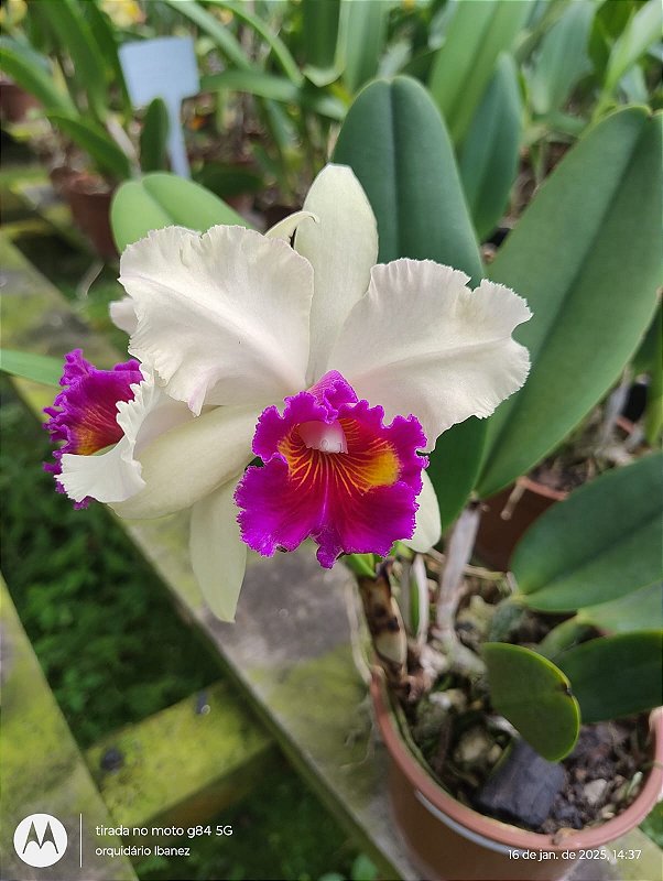 RLC TOSHIE AOKI X RLC GEORGE KING - Orquidario Ibanez