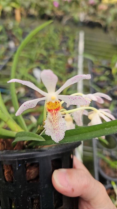 Holcoglossum subulifolium X gastrochilus bellinus - Orquidario Ibanez
