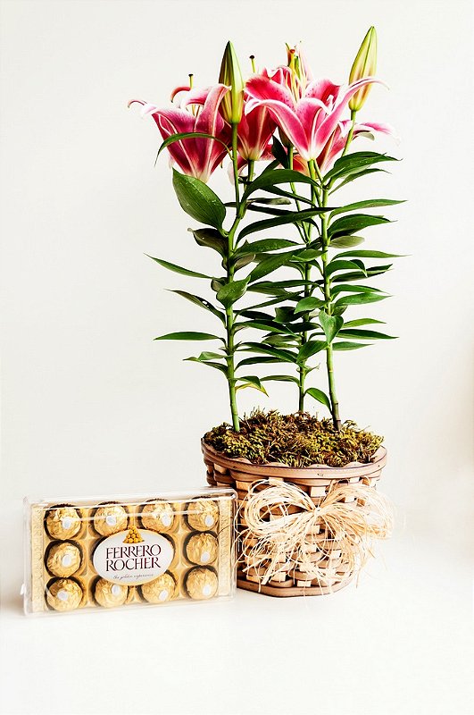 Lirio Rosa Perfumado Plantado com Chocolate - Mariza Flores