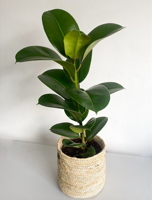 Ficus Elastica Chloe - Indoor Plantas