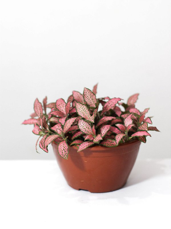 Fitônia Variada | Cuia Média - Indoor Plantas