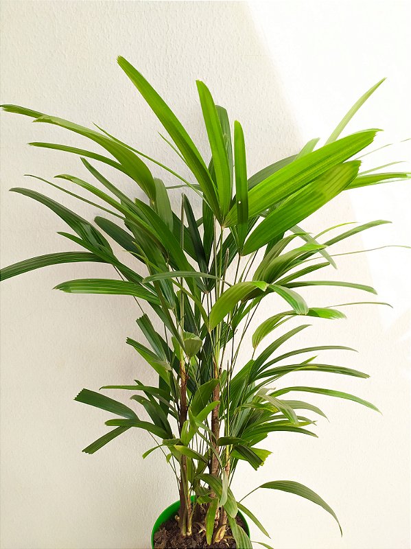 Palmeira Raphis (aprox. 90cm)| Extra Grande - Indoor Plantas