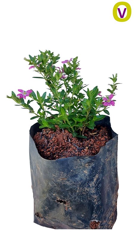 1 Muda De Falsa Érica/ Erica Brasileira + Manual - Vita Oliva