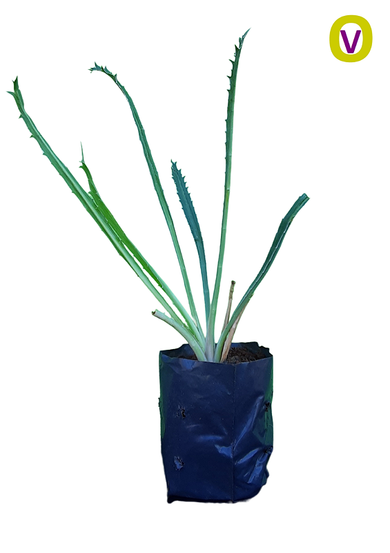 6 Muda De Coentro Do Norte (eryngium Foetidum) + Manual - Vita Oliva