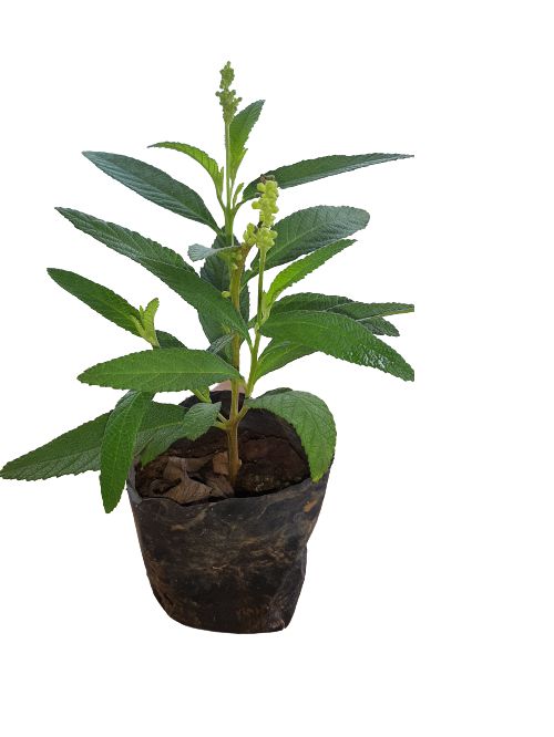 1 Muda De Erva Baleeira - Alta Qualidade - Planta Medicinal - Vita Oliva