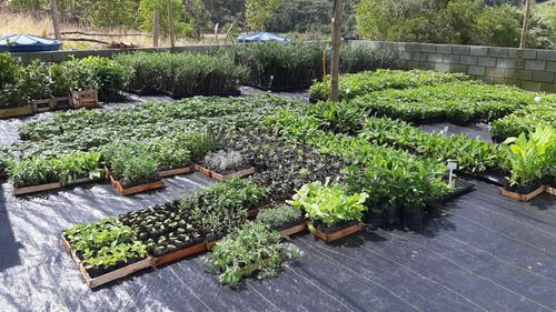 1 Muda De Funcho - Alta Qualidade - Planta Medicinal - Vita Oliva