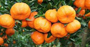 1 Muda De Mexerica Ponkan, Pokan, Pocã Enxertadas + Manual - Vita Oliva