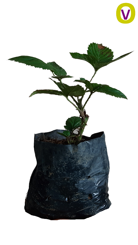 50 Mudas De Amora Preta Gigante Rubus + Manual - Vita Oliva