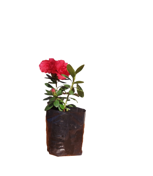 Kit - 2 Mudas De Mini Azaleia Dobrada - Ornamental + Manual - Vita Oliva