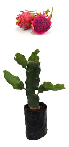 1 Muda De Pitaya Enraizada Roxa Do Pará - Alta Qualidade - Vita Oliva