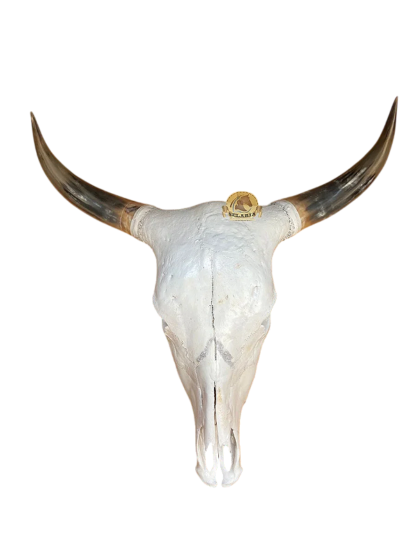 Cabeça Boi Caveira Com Chifres Naturais Enfeite Crânio - SE518 ...