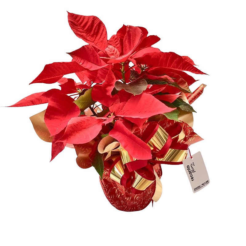 Flor de Natal Poinsétia Mini Pote 11 - Recanto das Flores