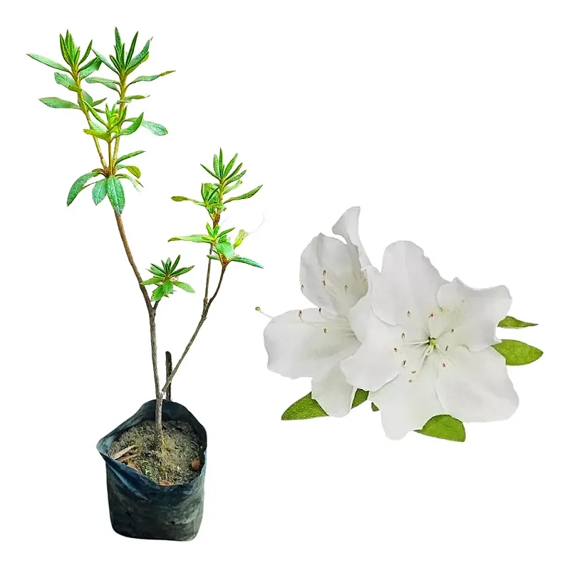 Azaleia Branca - Muda Próxima De Florir - Empório da Mantiqueira