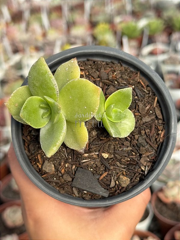 Crassula lactea - Jardim da Mari Suculentas