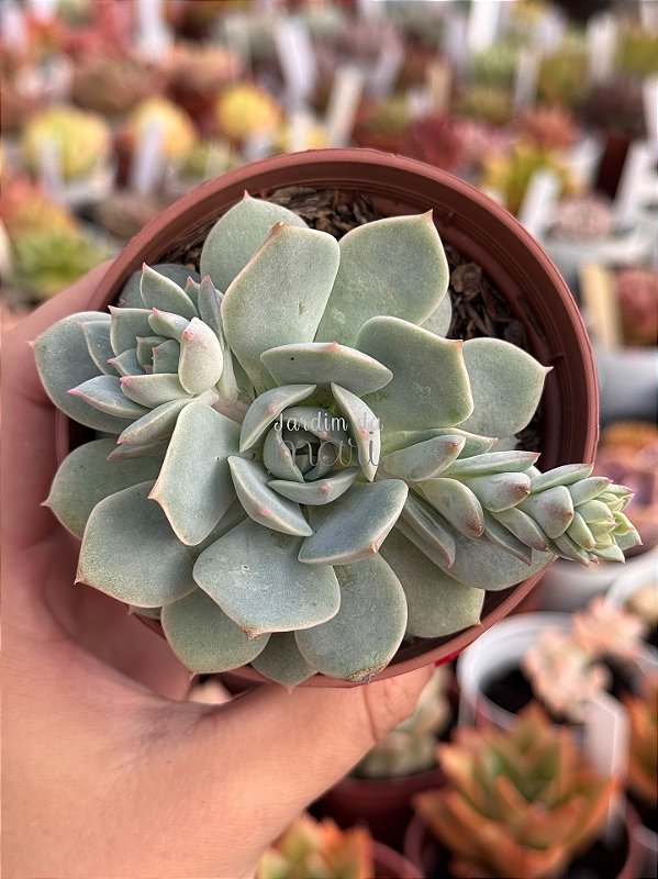 Echeveria van breen - Jardim da Mari Suculentas