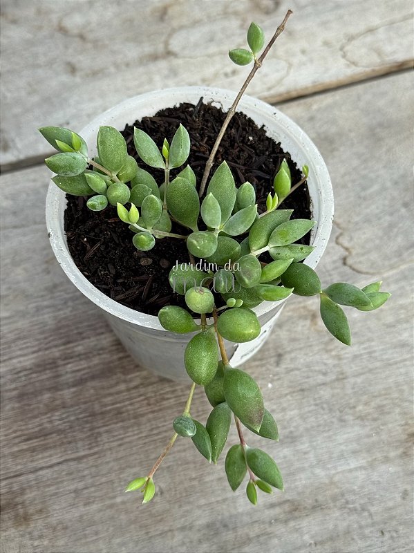Cotyledon papilaris - Jardim da Mari Suculentas