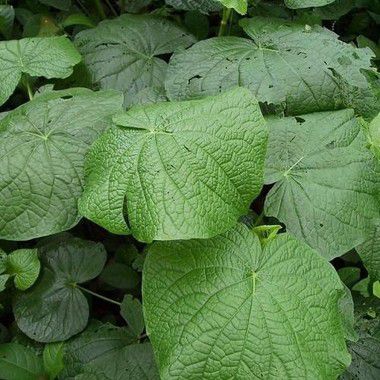 Pariparoba em Folhas - BELEZA DA TERRA - Beleza da Terra