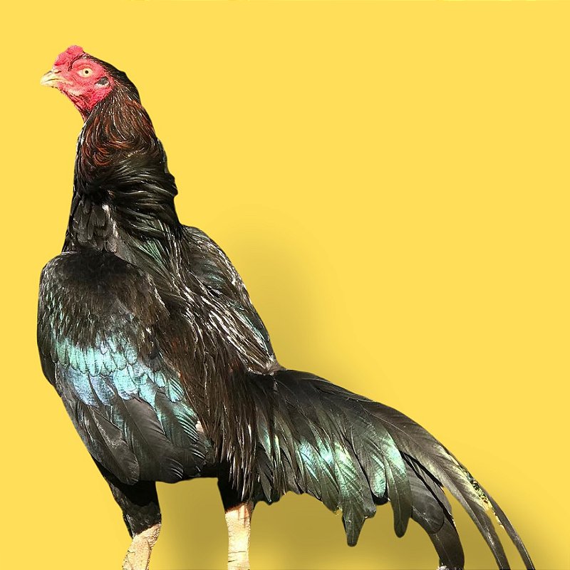 Tuso - Ovo Galado - GRUPO OVOS DE OURO