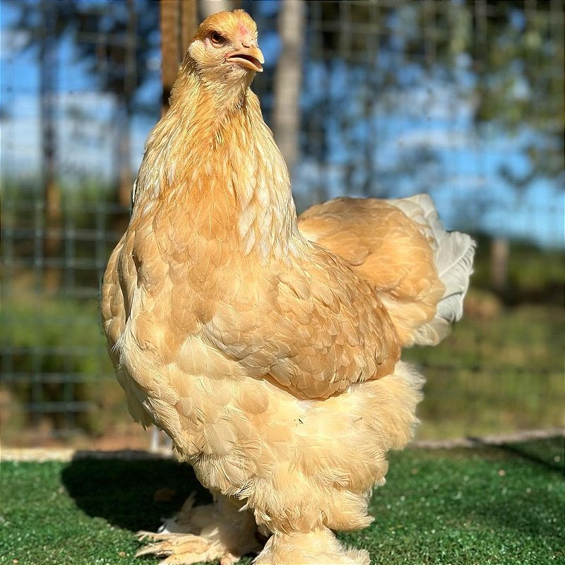 Ovos De Brahma Lemon Para Chocar - GRUPO OVOS DE OURO