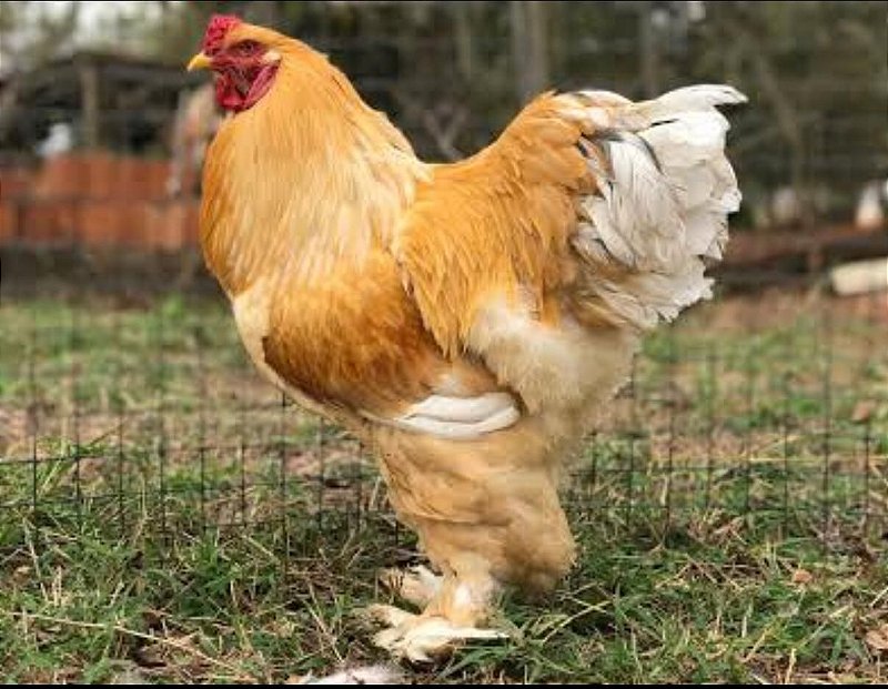 Brahma Lemon Pyle - COMPRAR OVOS GALADOS - GRUPO OVOS DE OURO