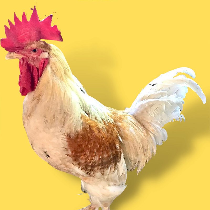 Hisex brown - COMPRAR OVOS GALADOS - GRUPO OVOS DE OURO