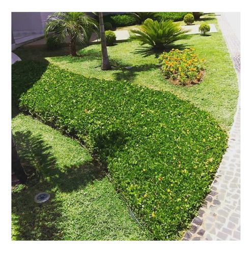 Grama amendoim, grama amendoim sjc - Garden Delivery SJC