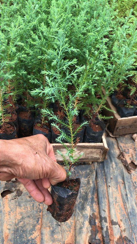 Cedrinho, Cipreste, cerca viva - Garden Delivery SJC