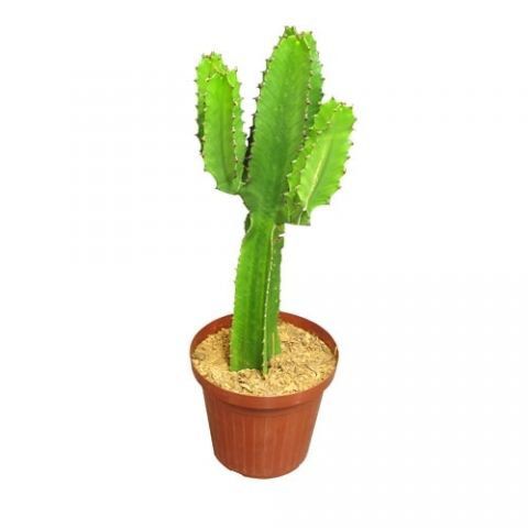 Cacto Mandacaru, Cacto Mandacaru Sjc, Cacto Mandacaru São José dos cam ...