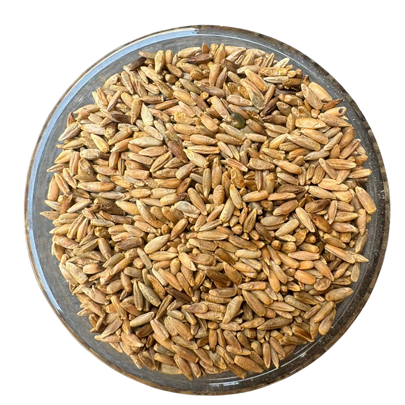 Semente de centeio - Crotalaria Brasil