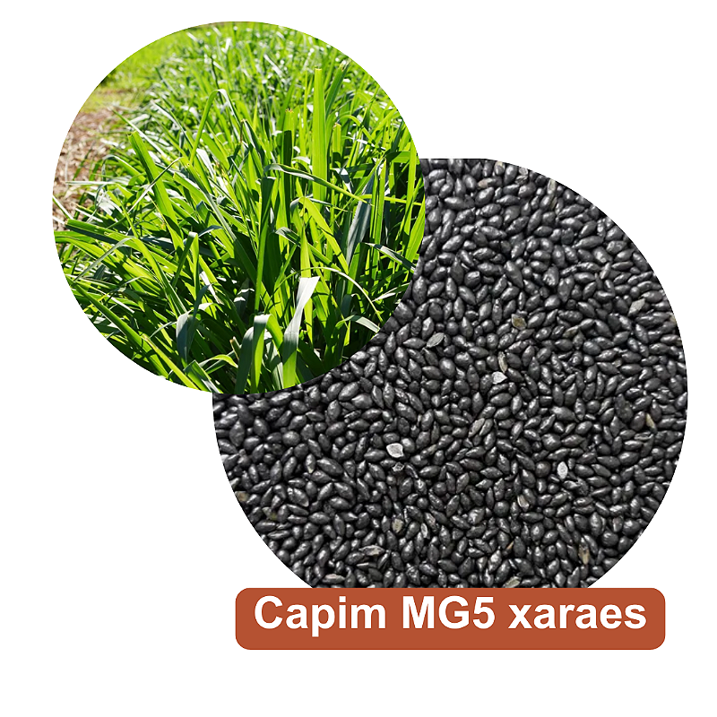Sementes de Brachiaria Brizantha Xaraes Mg-5 - Crotalaria Brasil