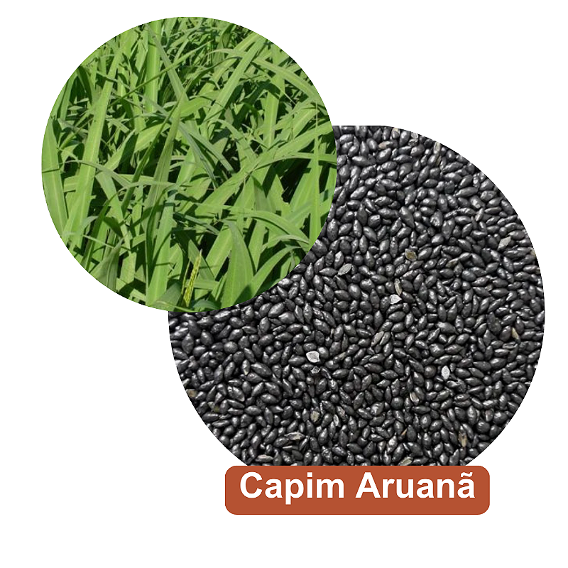 Capim Aruanã - Crotalaria Brasil