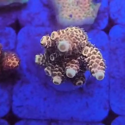 Coral SPS Millepora - Conheça a loja Aquavila.