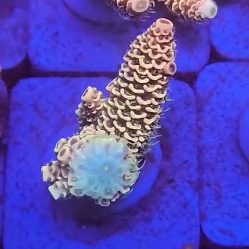 Coral SPS Millepora - Conheça a loja Aquavila.