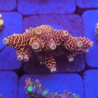 Coral SPS Millepora - Conheça a loja Aquavila.