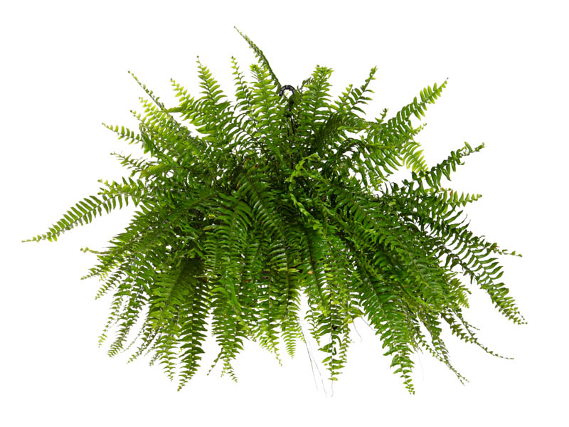 Samambaia Americana - bhmudas