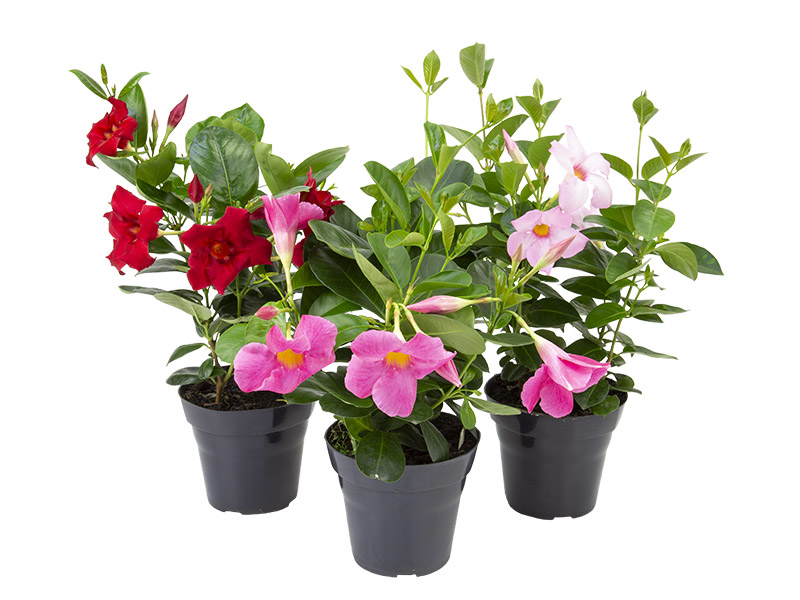 Dipladenia ou Mandevilla - bhmudas