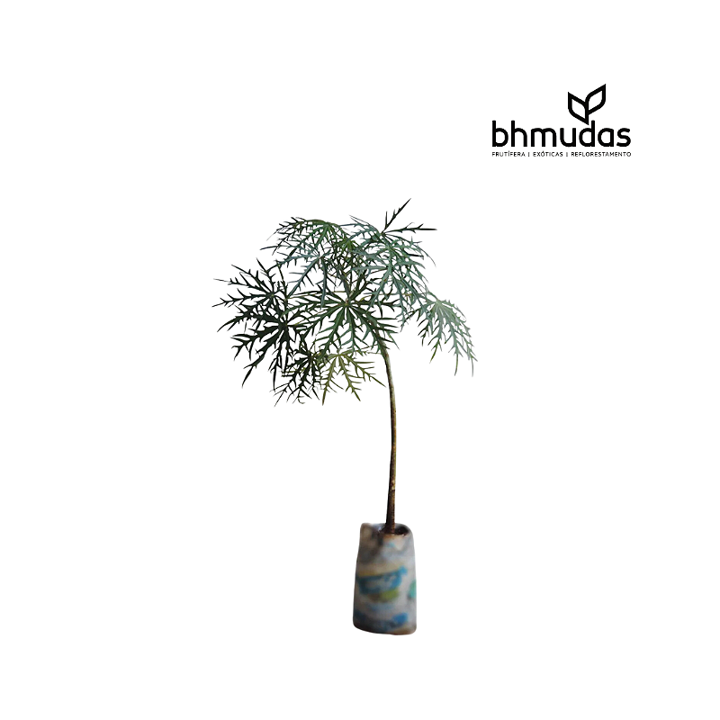 Methiolate ou Mercúrio - bhmudas