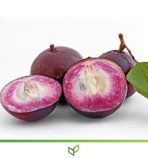 Abiu Roxo Ou Caimito - bhmudas