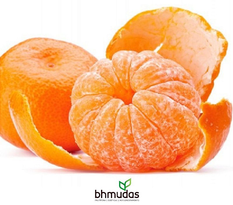 mexerica, tangerina, ponkan, dekopon, murcote, sem semente, muda, vaso ...