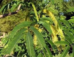 Angico Vermelho - Anadenanthera macrocarpa - Raizer Plantas para Abelhas