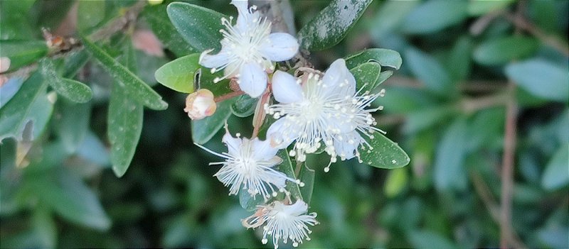 pintanga Anã Cambui Peba - Raizer Plantas para Abelhas