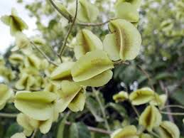 Mofumbo - Combretum Leprosum - Melífera e Medicinal - Raizer Plantas ...