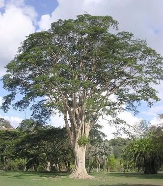 Angico branco, Comprar muda de angico branco online no RJ, Árvores nat ...