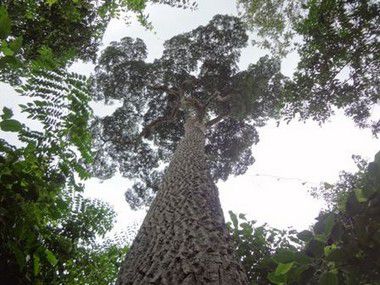Peroba rosa, Comprar muda de peroba rosa online no RJ, Árvores nativas ...