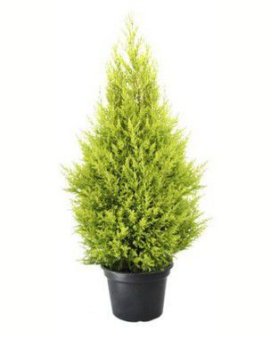 Pinheiro tuia holandesa, Comprar muda de pinheiro tuia online RJ, Árvo ...