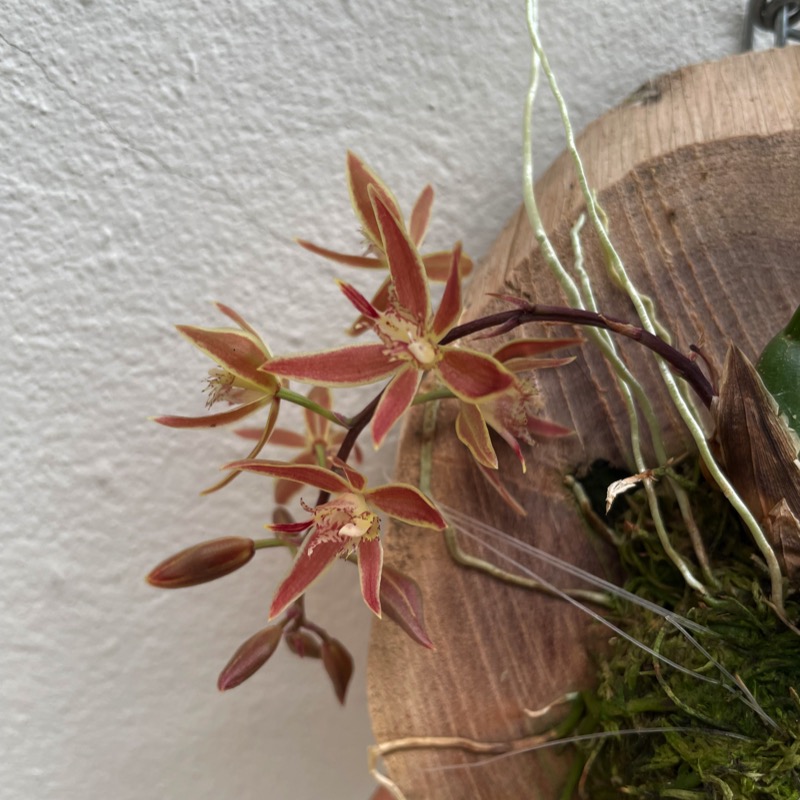 Micro Orquídea Macradenia multiflora - Orquídeas & Cia