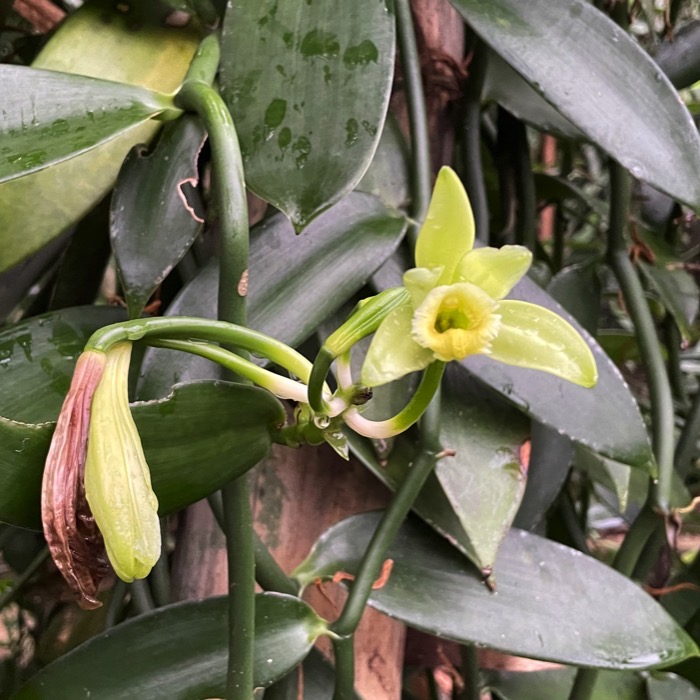 Vanilla planifolia (Baunilha) - Orquídeas & Cia